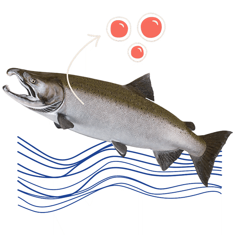 Our Salmon | Wildtype